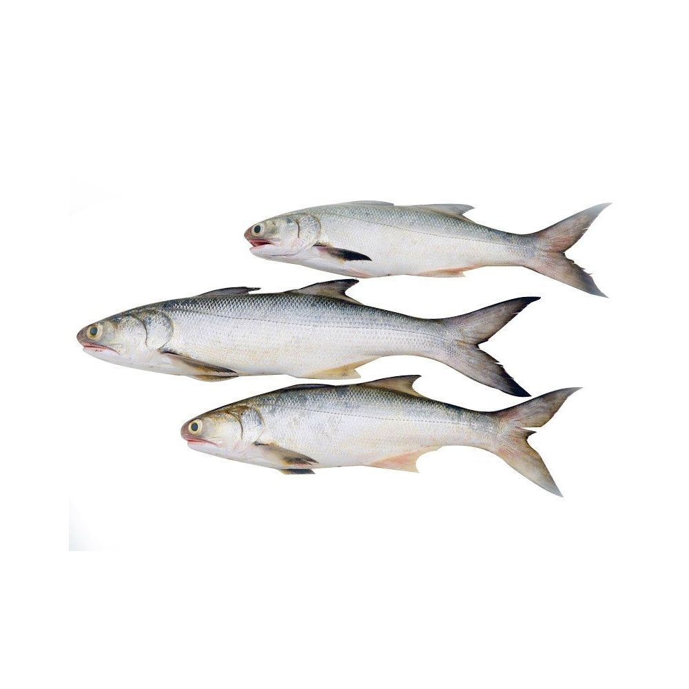 Purchase Rawas (indian Salmon) 1Kg Online at Best Price in Pakistan ...